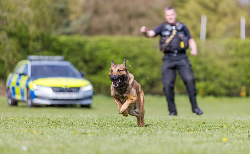 Former pet enjoying new lease of life as police dog | Nottinghamshire ...