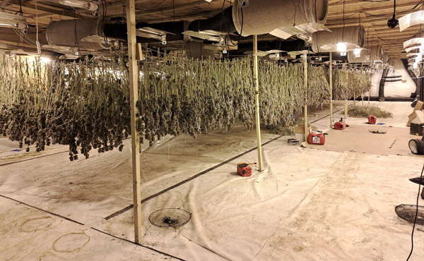 Force's largest ever cannabis seizure as £5m drugs farm dismantled ...